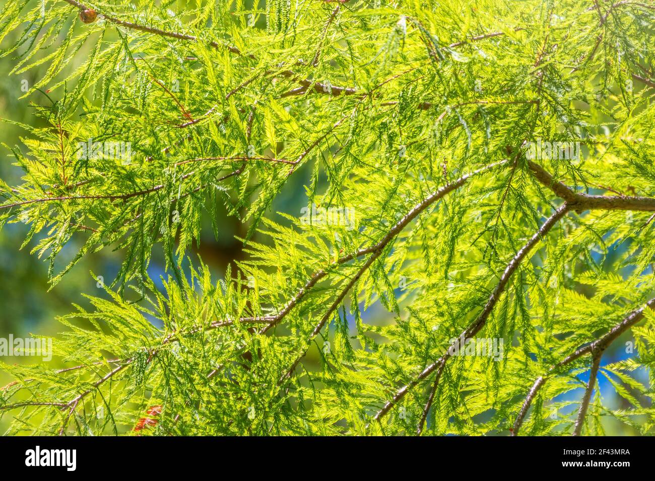 Leaves and cones of a cypress evergreen. Dense cypress branches with ...