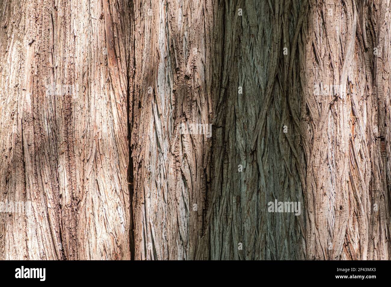 Cypress Wood Texture