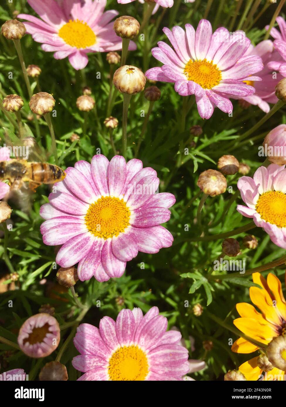 Yellow gerbera daisies hi-res stock photography and images - Alamy