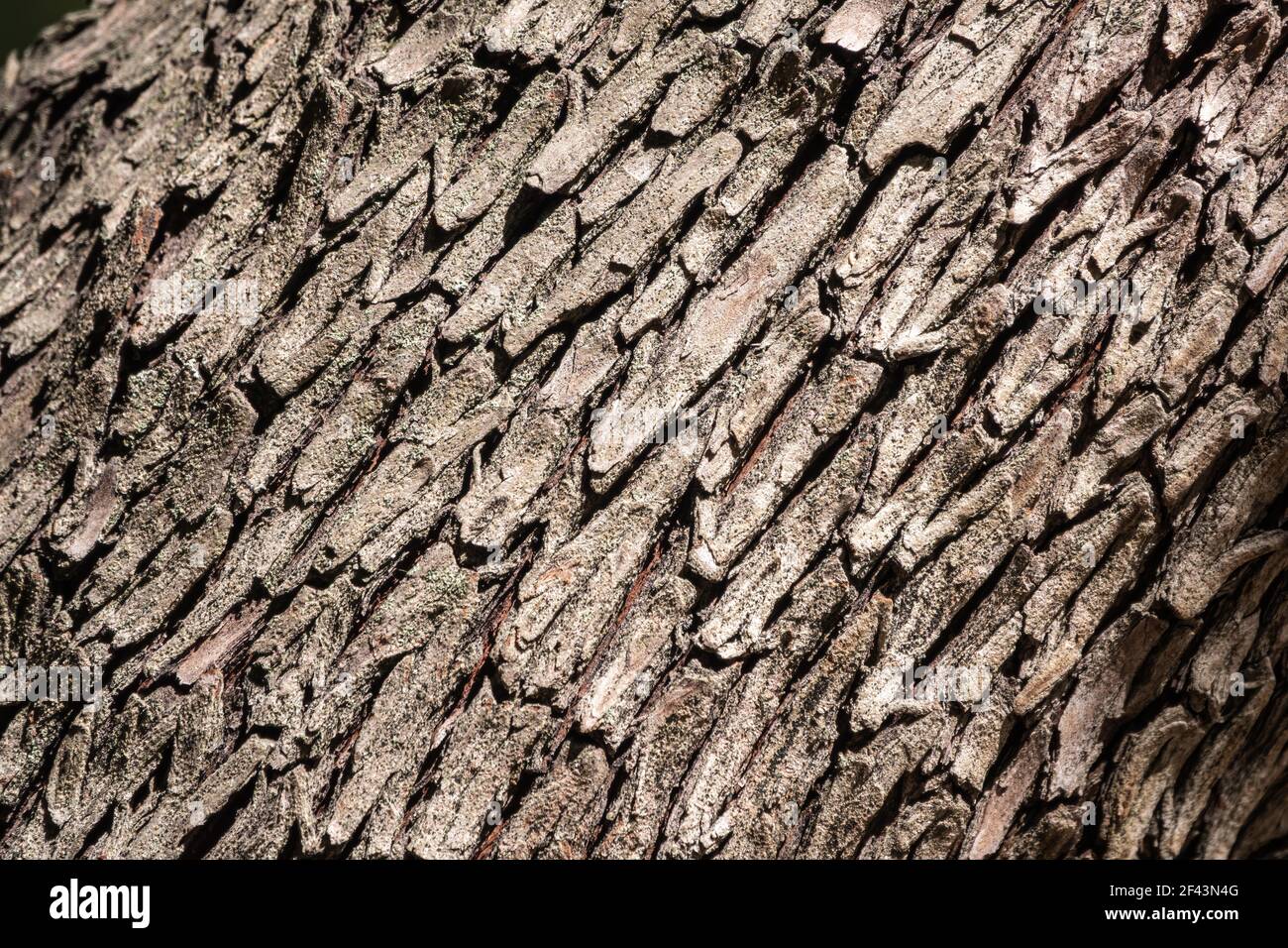 Bark texture and background of a old fir tree trunk. Detailed bark ...