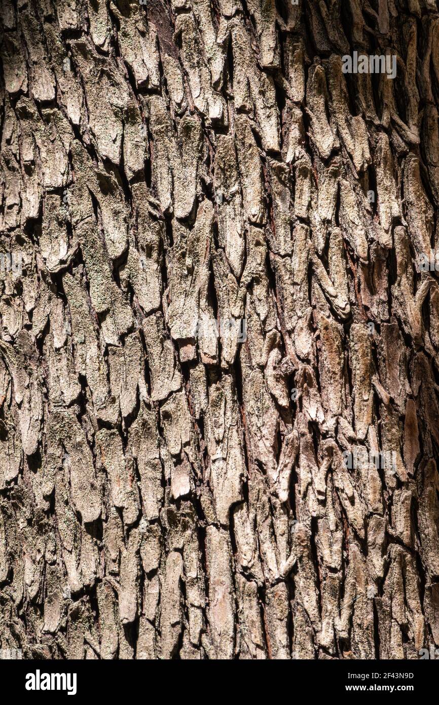 Bark texture and background of a old fir tree trunk. Detailed bark ...