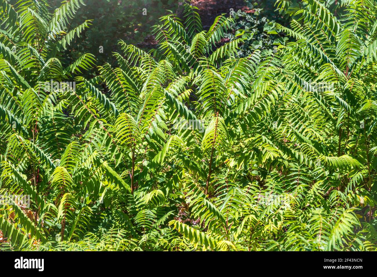 Green leaves of the Ailanthus altissima tree. Ailanthus altissima ...