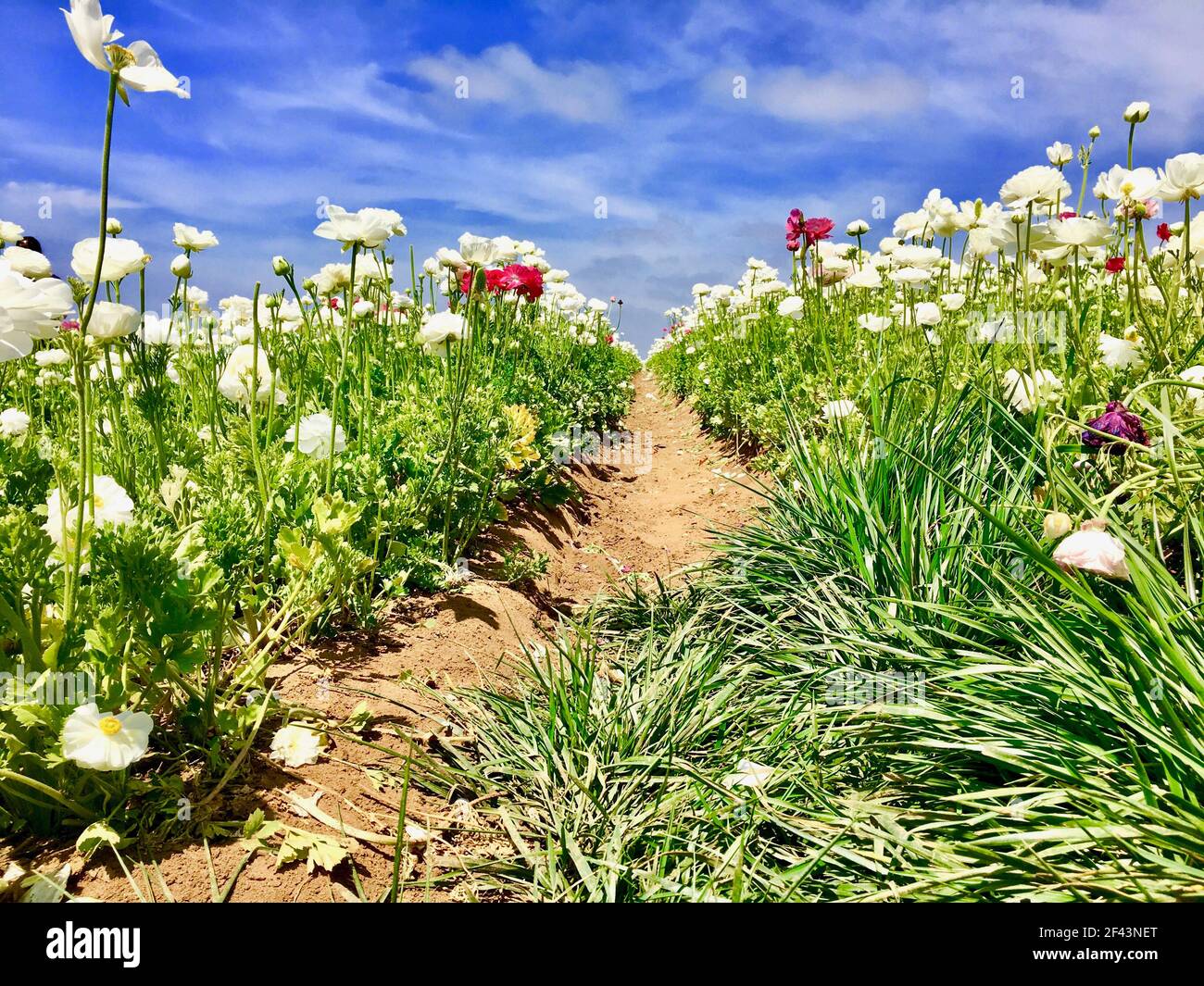 Flowery Field Path