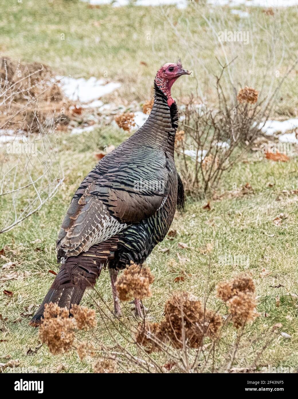 A wild turkey in the backyard Stock Photo - Alamy