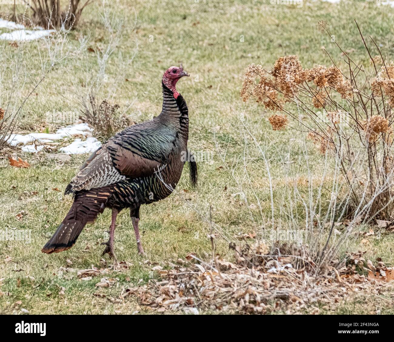 A wild turkey in the backyard Stock Photo - Alamy