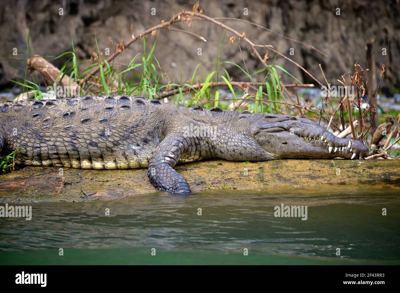 Alligator claws hi-res stock photography and images - Alamy