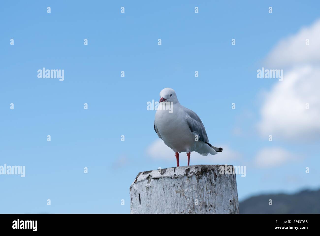 Red billed gull on wharf post at Okupu Bay Great Barrier Island Stock ...