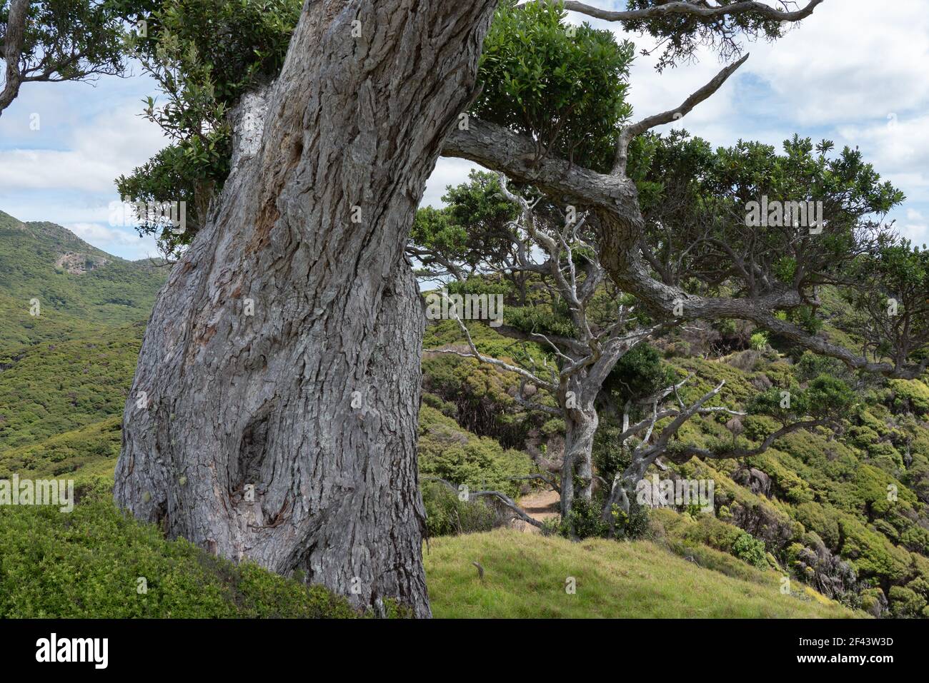 Giant Pohutukawa tree at top of Harataonga Loop Track with Beach below ...