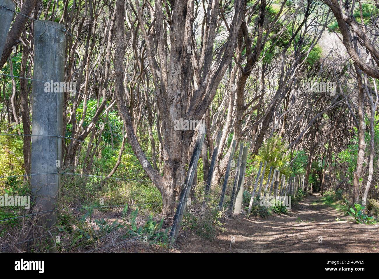Aotea great barrier island sky hi-res stock photography and images - Alamy