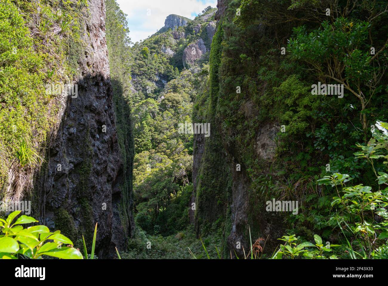 Sheer rock and vegetation clad walls of Windy Canyon on Great Barrier ...