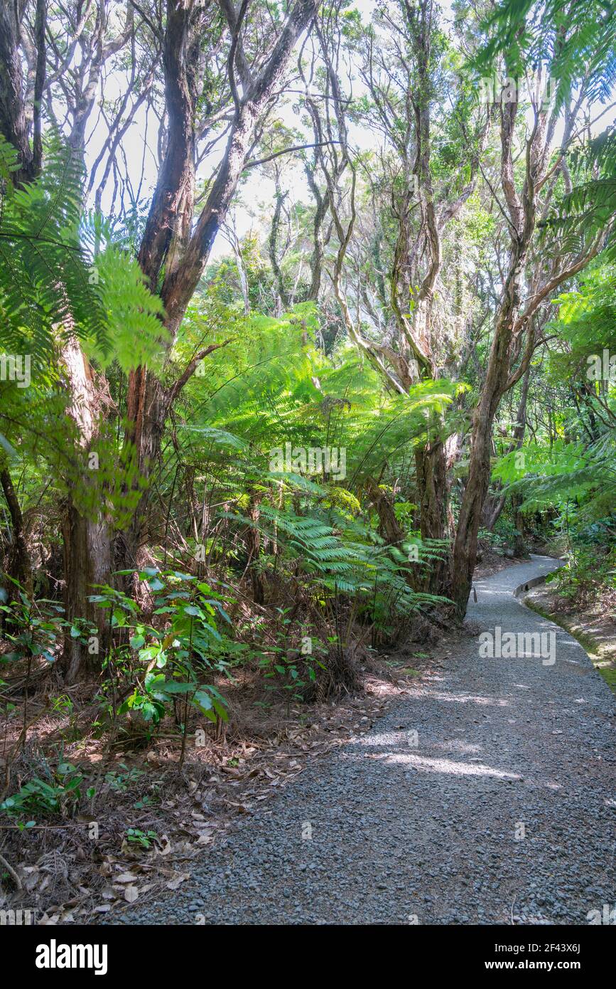 Path through predominately tea tree and fern New Zealand bush on track ...