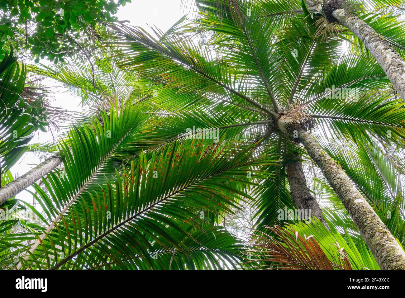 Palm trees converge overhead form green frond pattern Stock Photo - Alamy