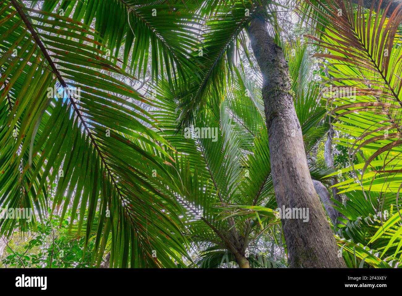 Palm trees converge overhead form green frond pattern Stock Photo - Alamy