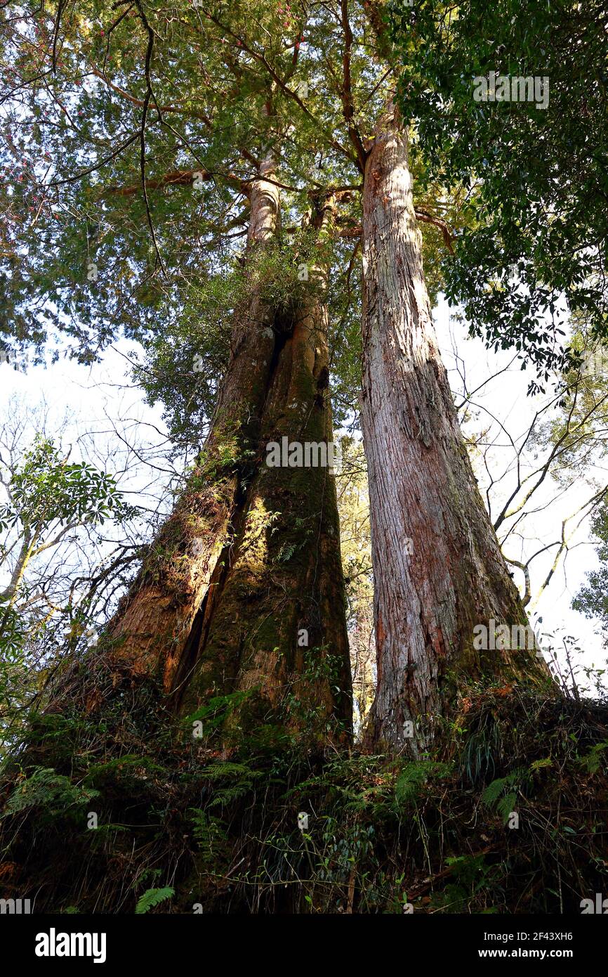 Alishan National Forest Recreation Area, situated in Alishan Township ...