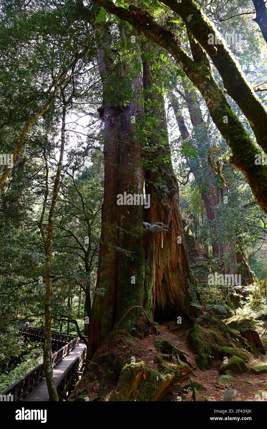 Alishan National Forest Recreation Area, situated in Alishan Township ...