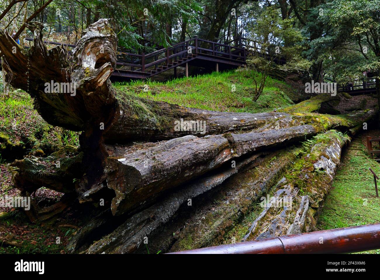 Syrmaticus Mikado High Resolution Stock Photography and Images - Alamy
