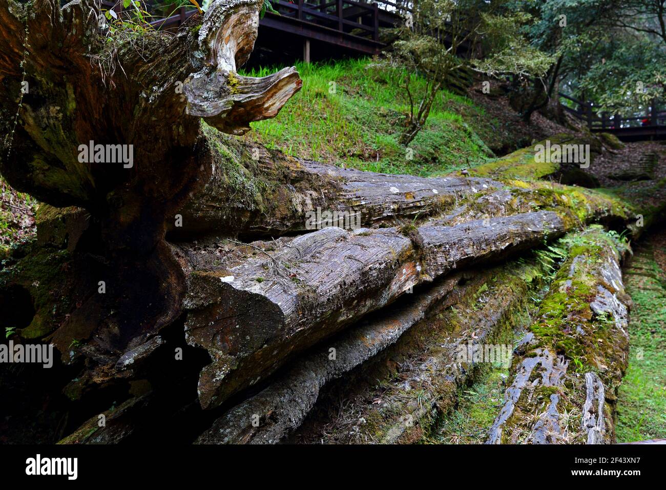 Alishan Sacred Tree Relics in Alishan National Forest Recreation Area ...