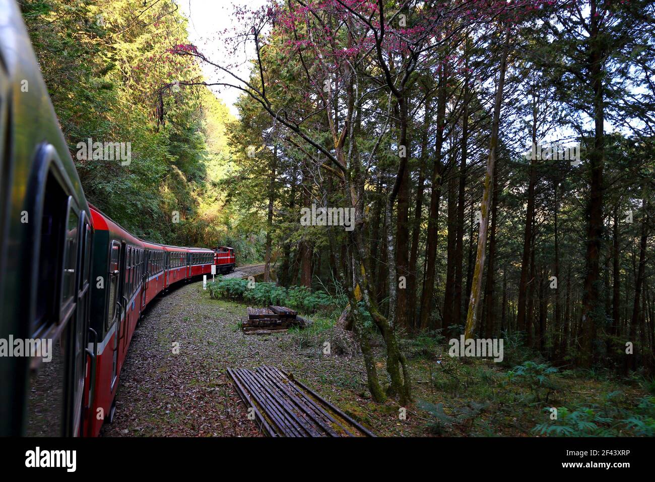 Forest train on railway in Alishan National Forest Recreation Area ...