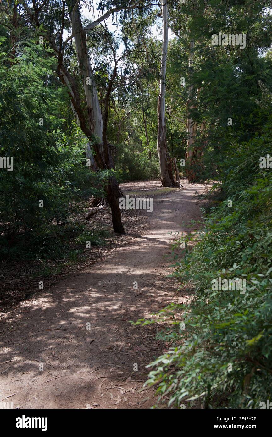 A section of the Mullum Mullum Creek trail - which runs all the way ...