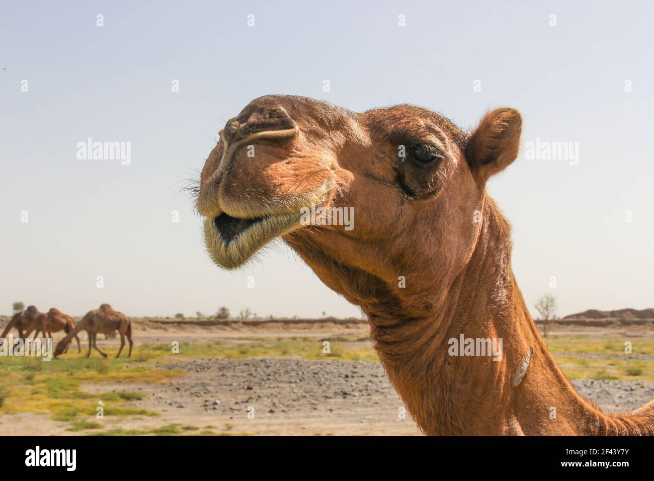 Camel milk uae hi-res stock photography and images - Alamy