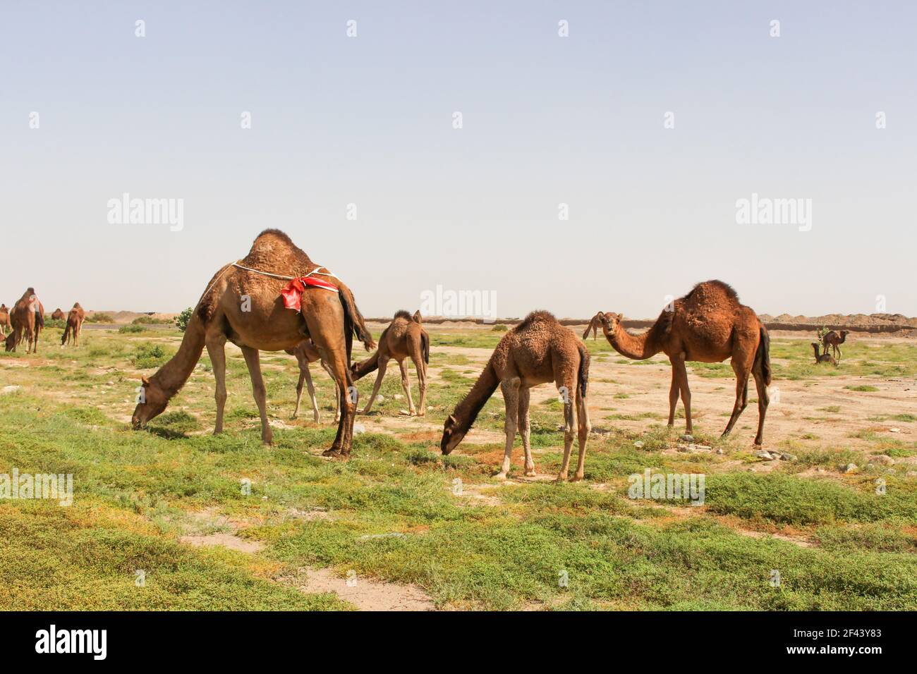 Camel milk uae hi-res stock photography and images - Alamy