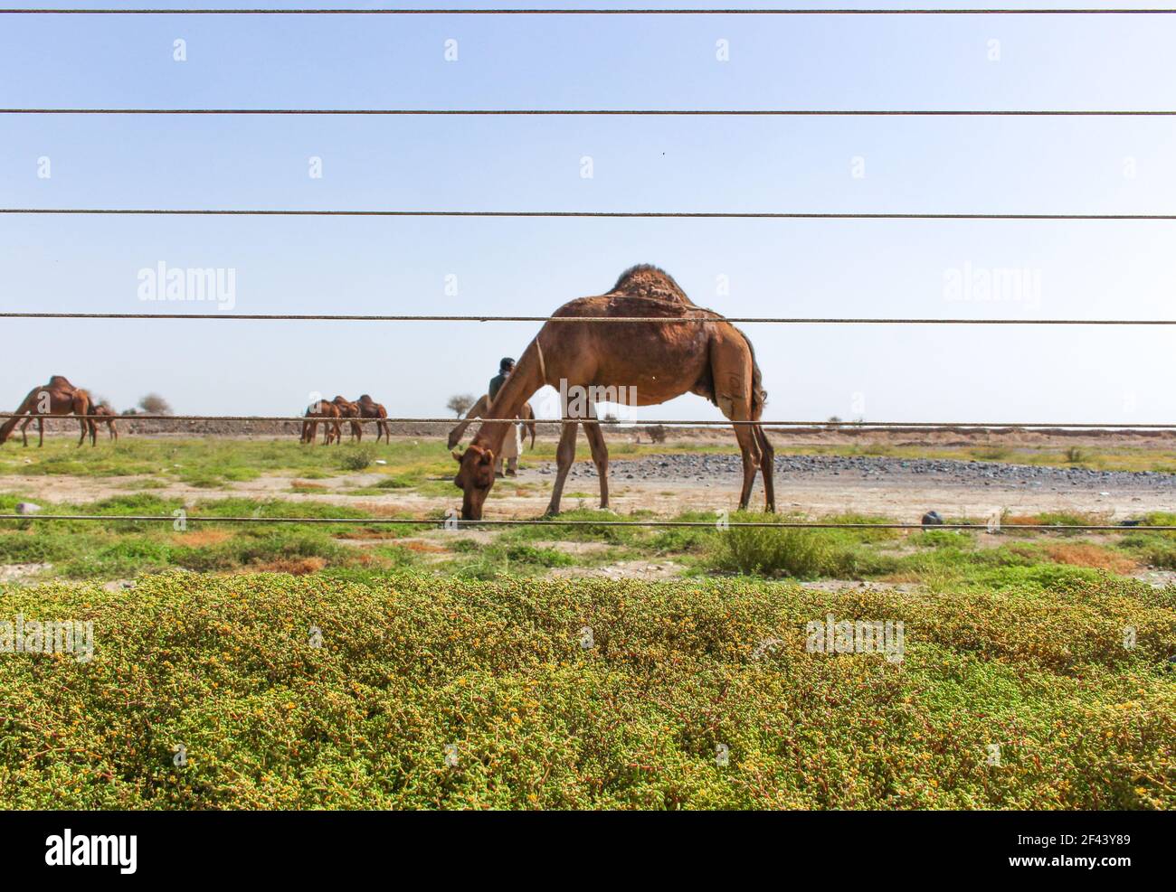 Camel milk uae hi-res stock photography and images - Alamy
