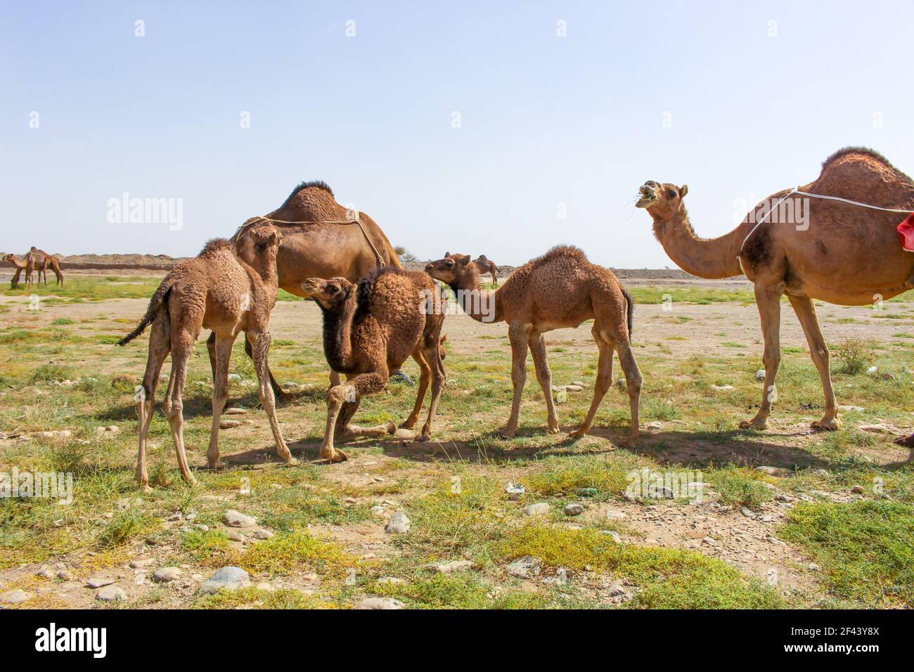 Camel milk uae hi-res stock photography and images - Alamy