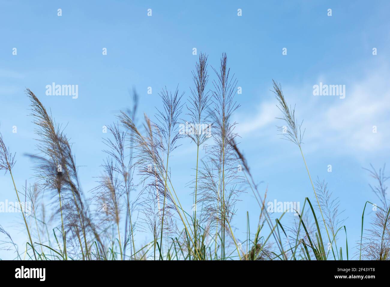 Flowers of vetiver grass and blue sky. Vetiver grass: Plant and soil ...
