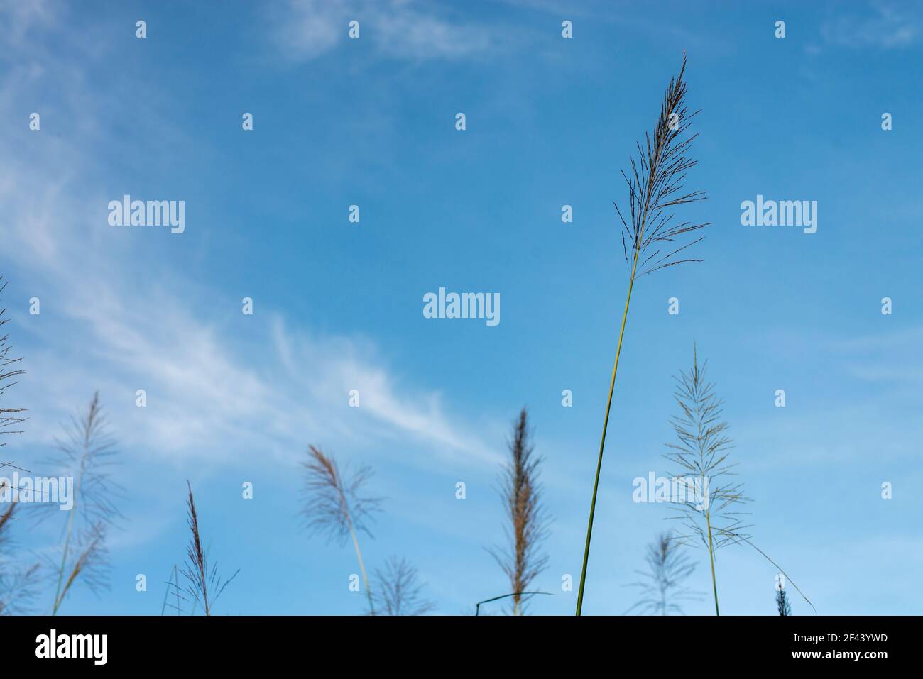 Flowers of vetiver grass and blue sky. Vetiver grass: Plant and soil ...