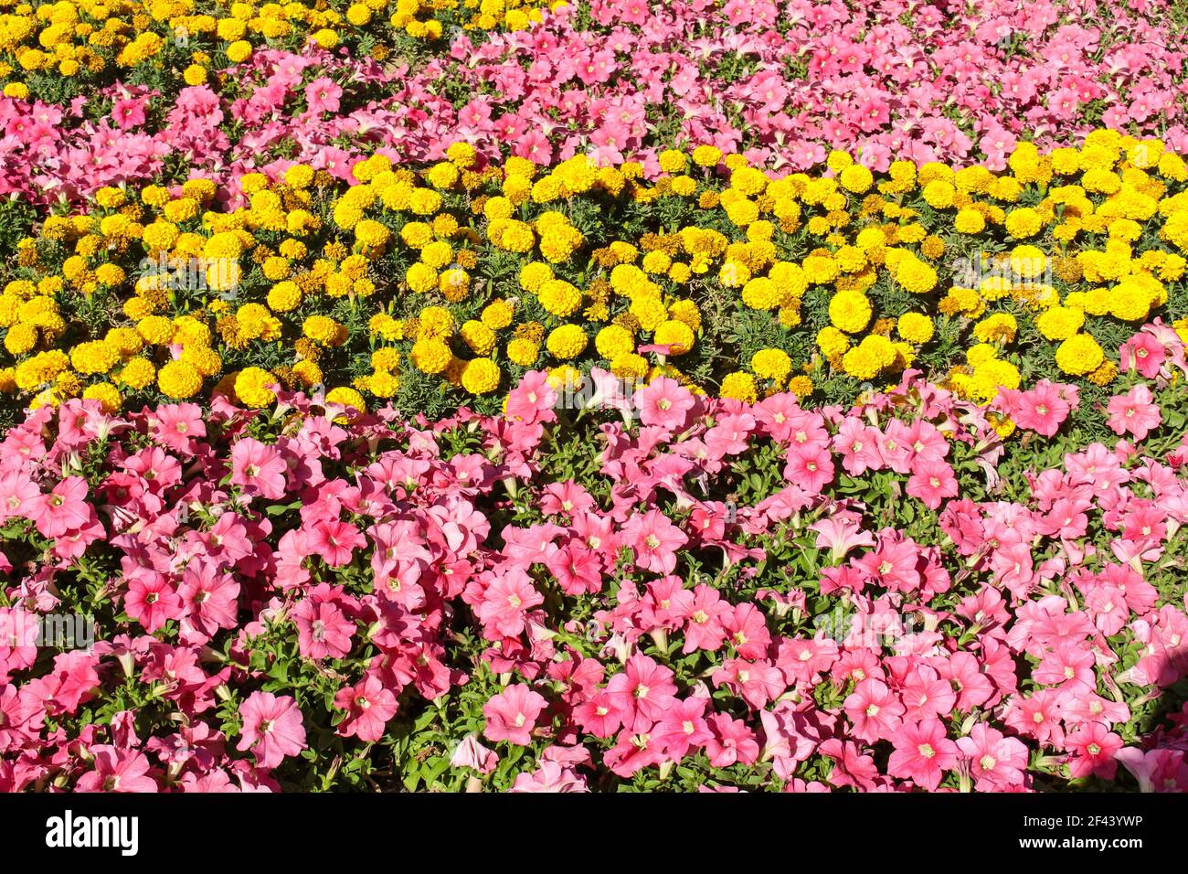 yanbu flower festival Stock Photo - Alamy