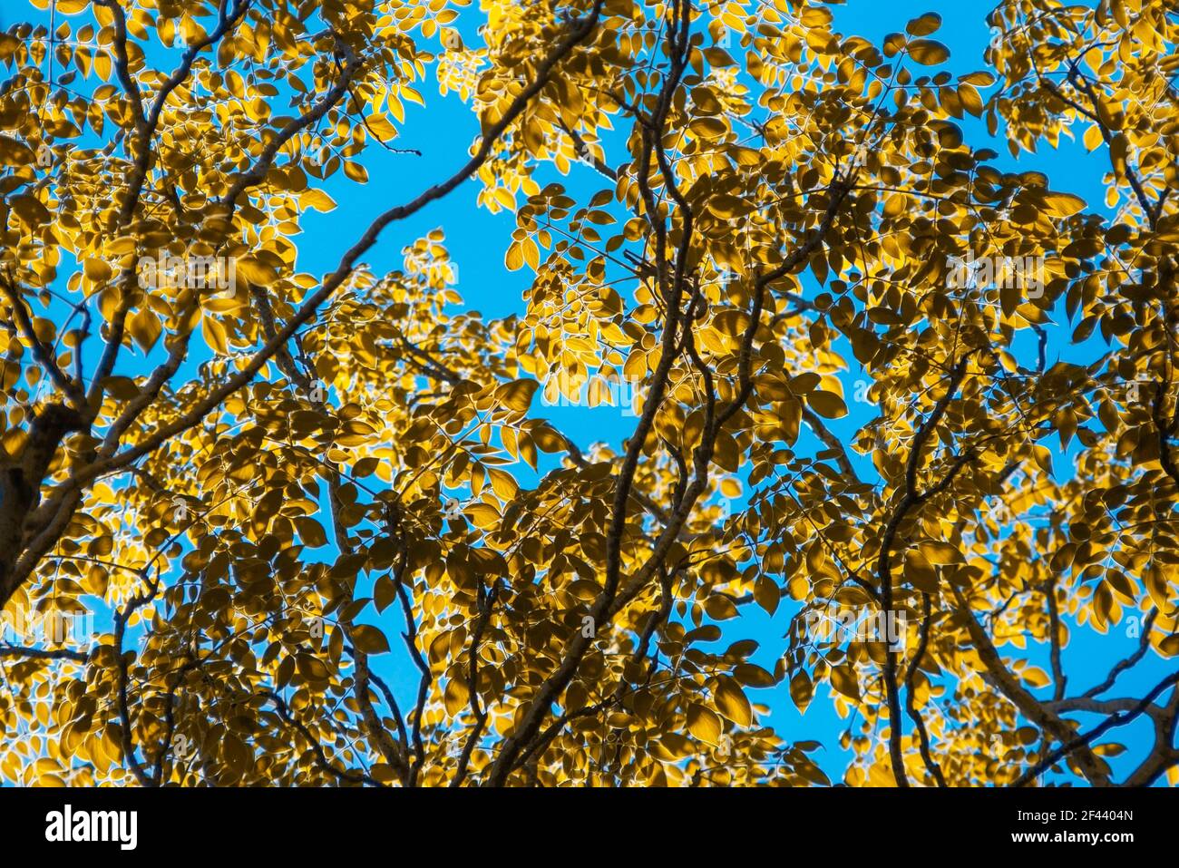 blue sky and yellow leaf background Stock Photo - Alamy