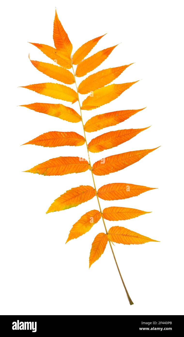 Single bright multi-colored leaf , close-up, isolated on a white ...