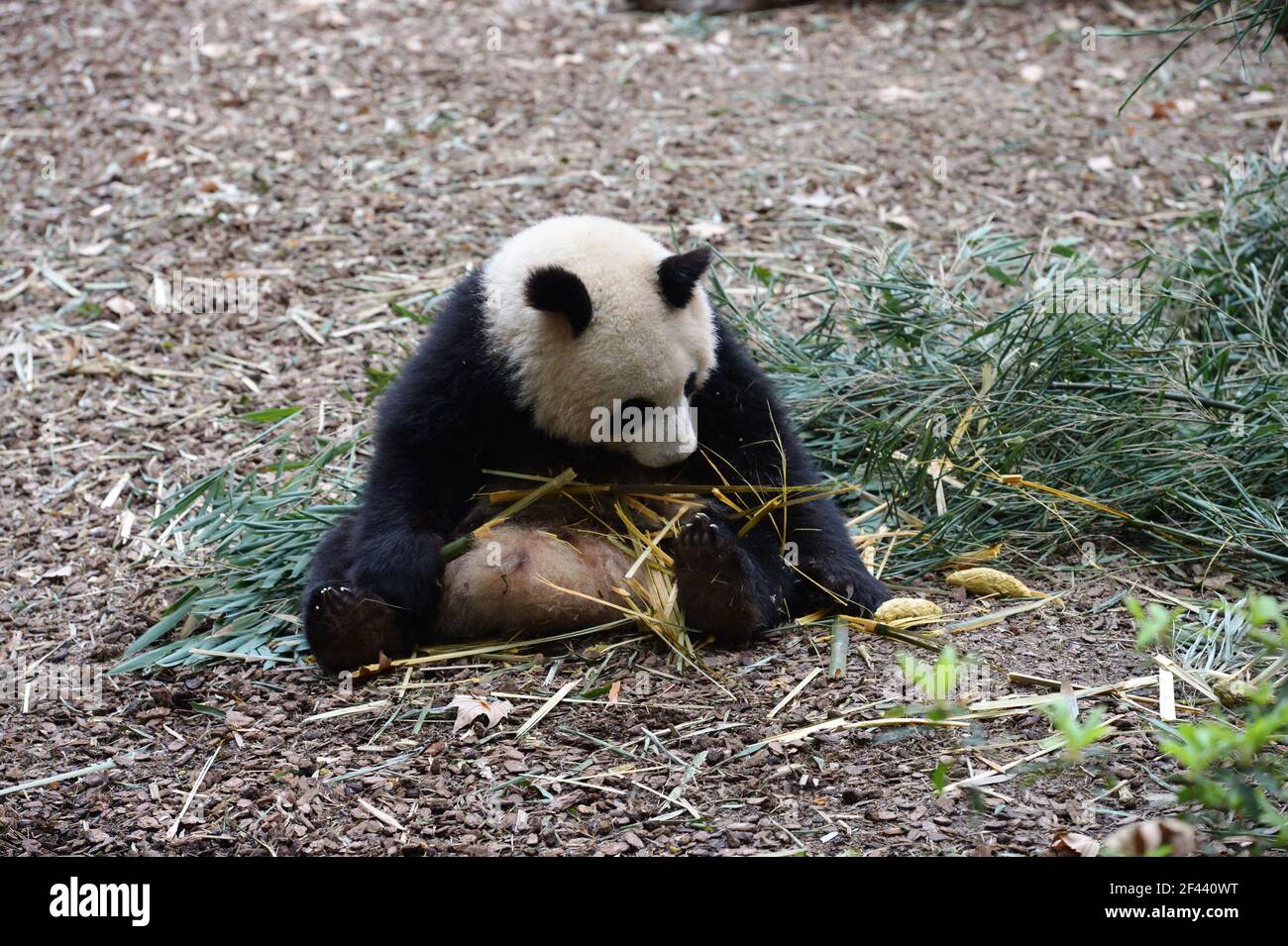 Photo shows a giant panda enjoys bamboo at Chengdu Research Base of ...