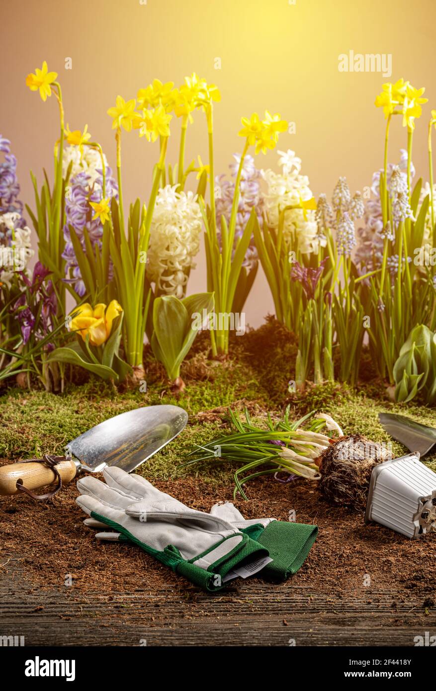 Spring garden flowers, plants and tools. Spring gardening works concept ...