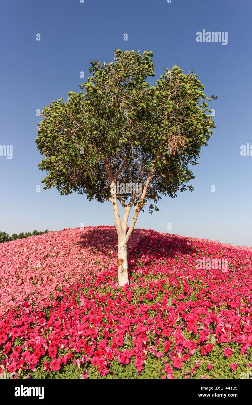yanbu flower festival Stock Photo - Alamy