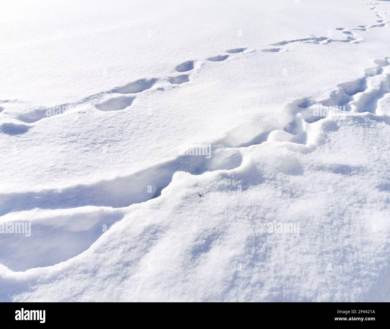 Footprints in the fresh snow Stock Photo - Alamy