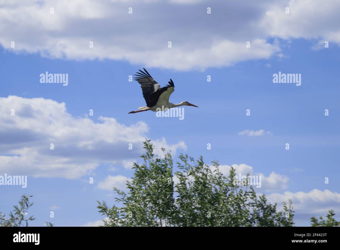 White stork flying in blue hi-res stock photography and images - Alamy