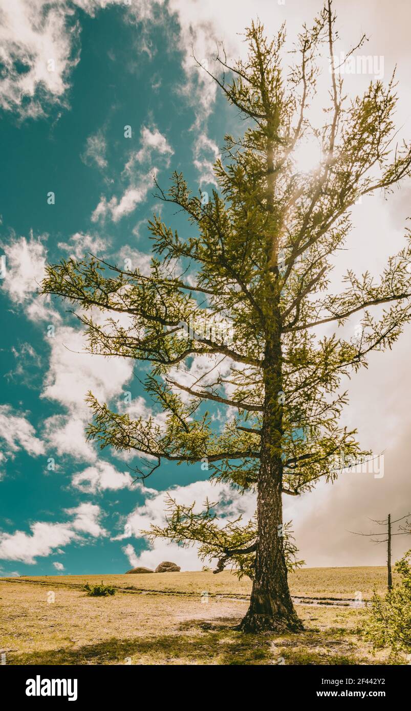 Tall pine tree in the sun of Gorkhi Terelj National Park, Mongolia ...