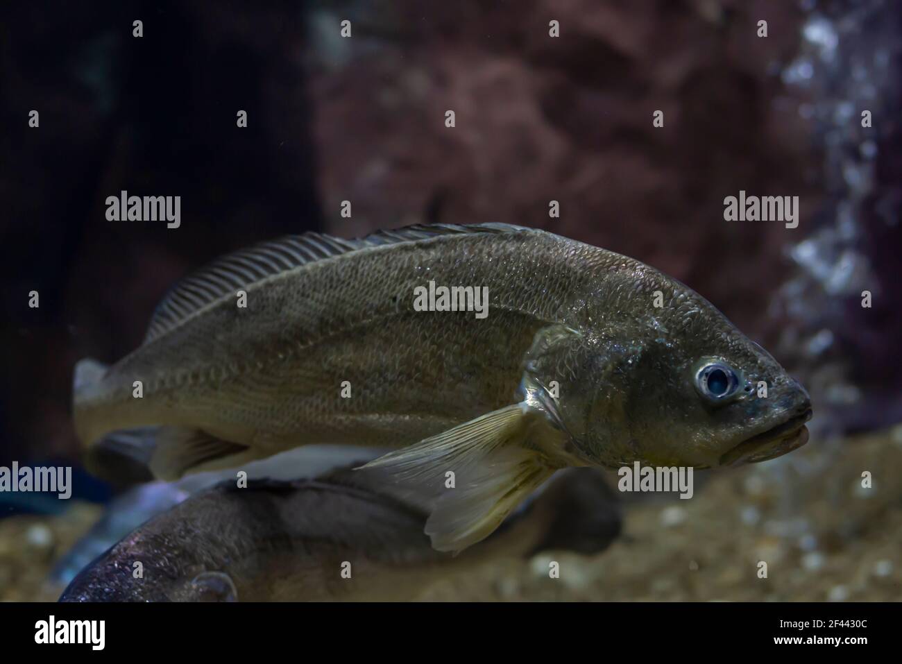 Croaker fish hi-res stock photography and images - Alamy
