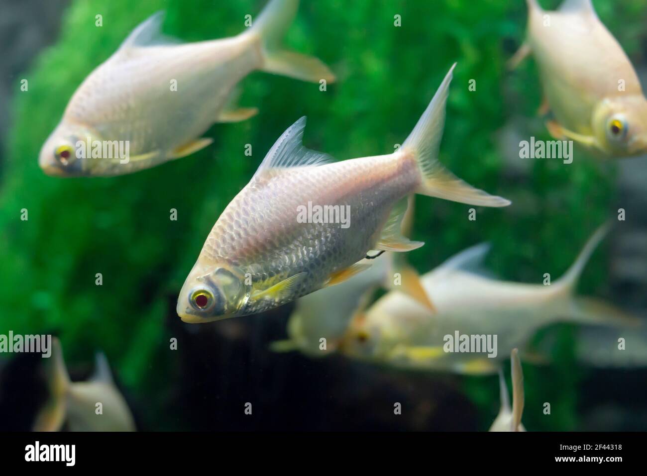 Barbonymus gonionotus hi-res stock photography and images - Alamy