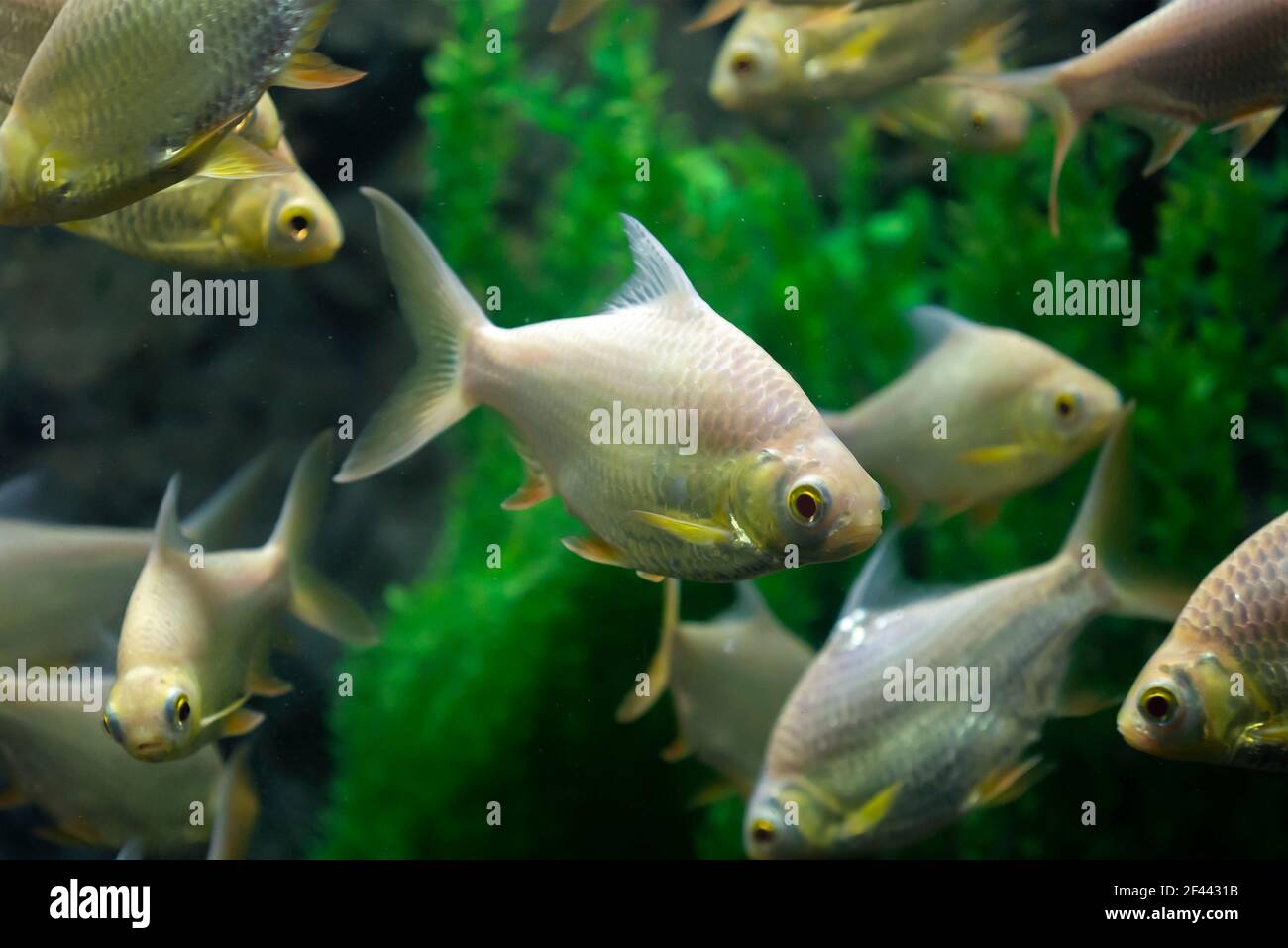 Java barb, Silver barb fish ( Barbonymus gonionotus) in aqurium Stock ...