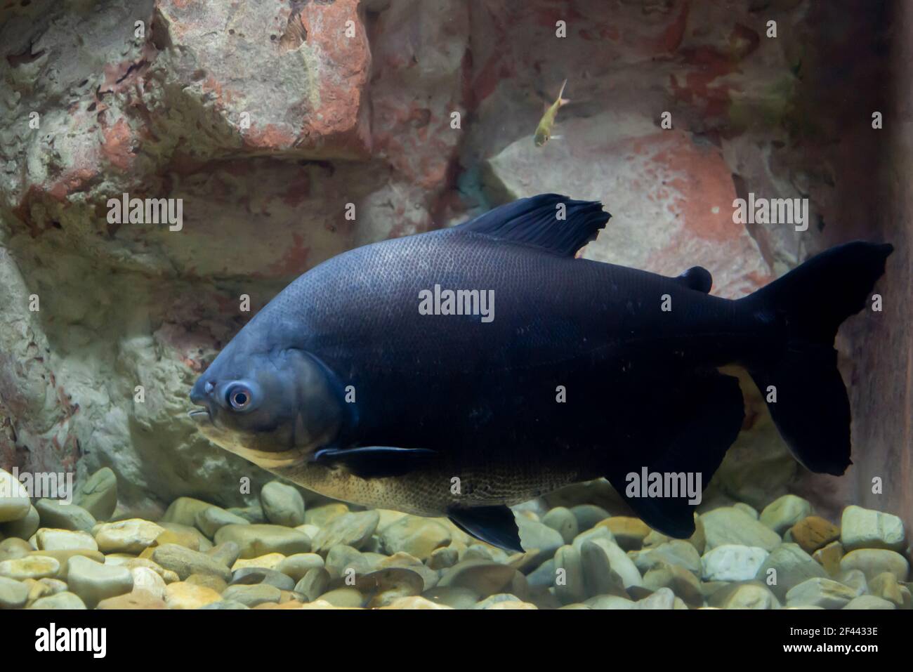 Colossoma macropomum in aquarium. Wildlife animal Stock Photo - Alamy