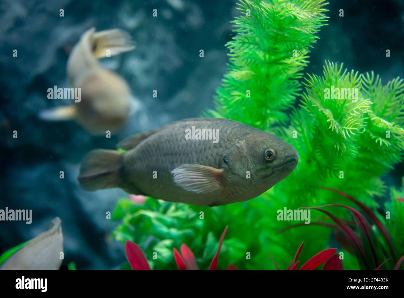 Anabas testudineus in aquarium. Wildlife animal Stock Photo - Alamy