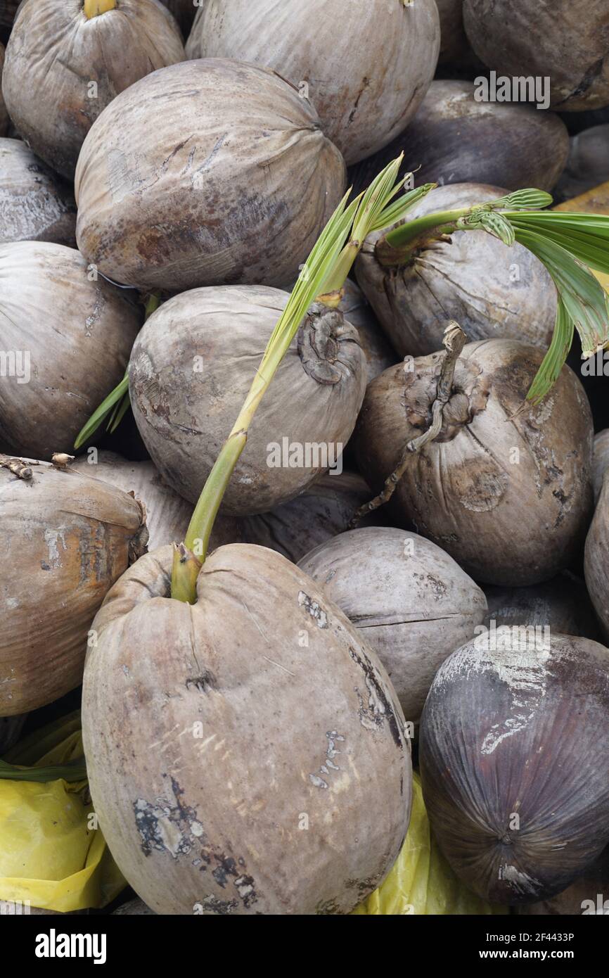 Young coconut leaves hi-res stock photography and images - Alamy