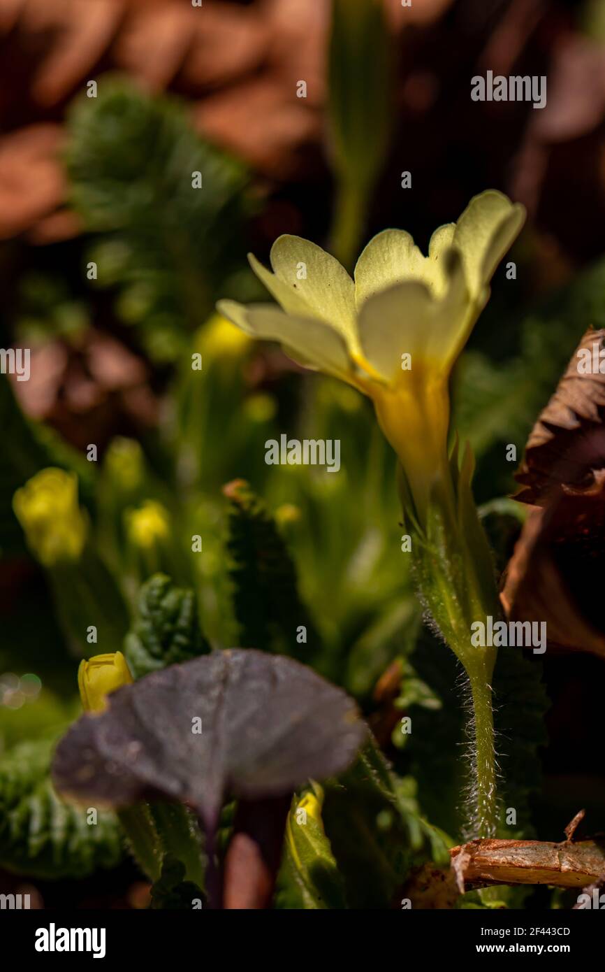 Bunch of yellow flowering primroses hi-res stock photography and images ...
