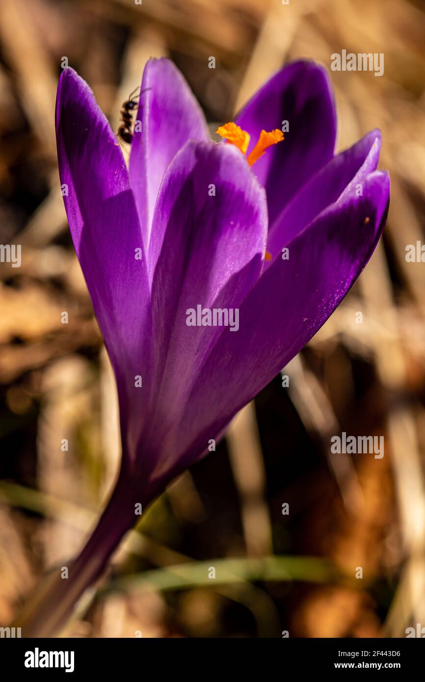 Crocus plant in the forest, close up Stock Photo - Alamy