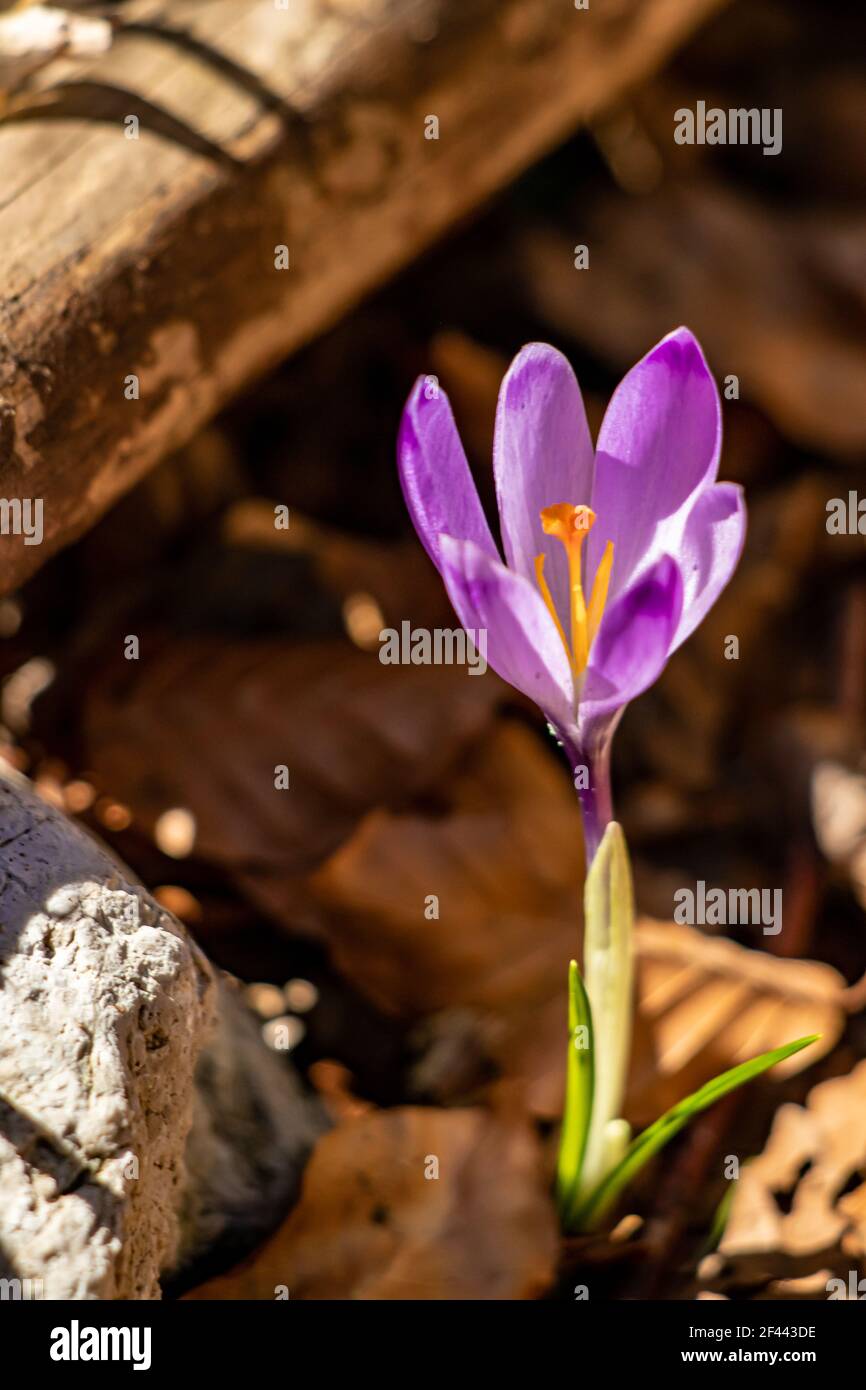 Crocus plant in all its beauty Stock Photo - Alamy