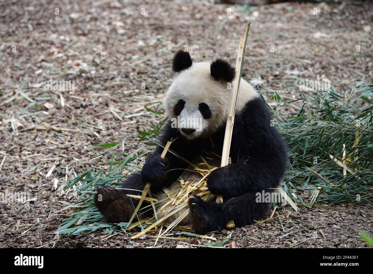 Photo shows a giant panda enjoys bamboo at Chengdu Research Base of ...