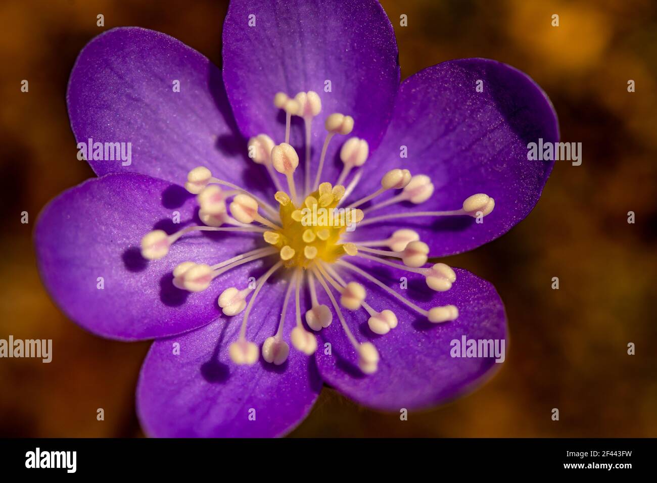 Hepatica flower in the forest Stock Photo - Alamy
