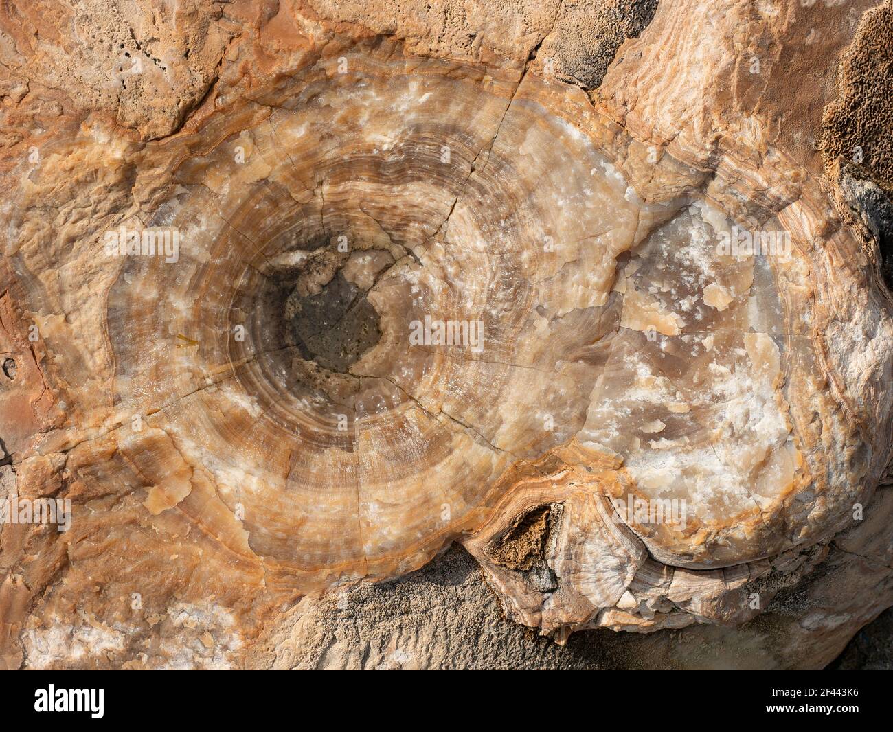strange quartz and granite rock with circular brown white beige streaks ...